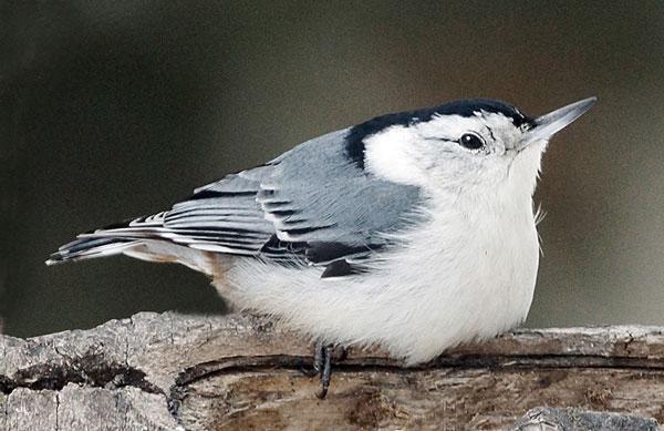 The nuthatch is an acrobatic and friendly little bird – Park Bugle